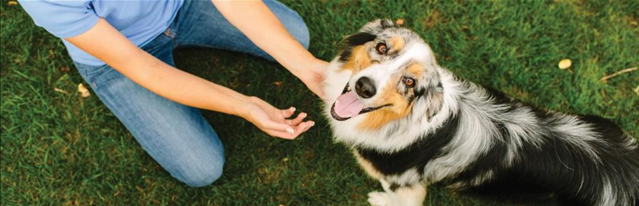 Pets Best Insurance Review | My Pet Review